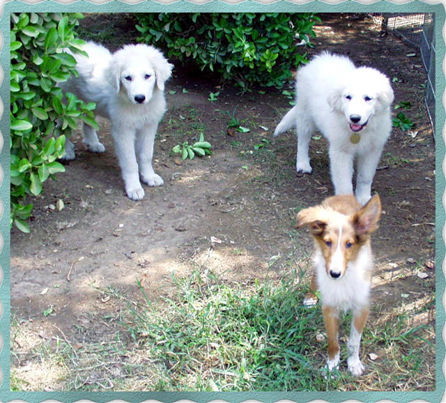 Shelties at Gentle Giants Rescue and Adoptions