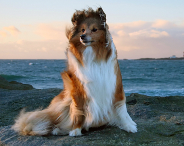 Shelties at Gentle Giants Rescue and Adoptions